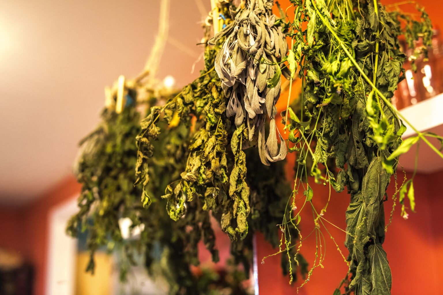 How Do Herbs Work? | Mangata Apothecary